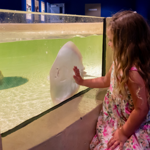Scouting – Daytona Aquarium And RainForest Adventure
